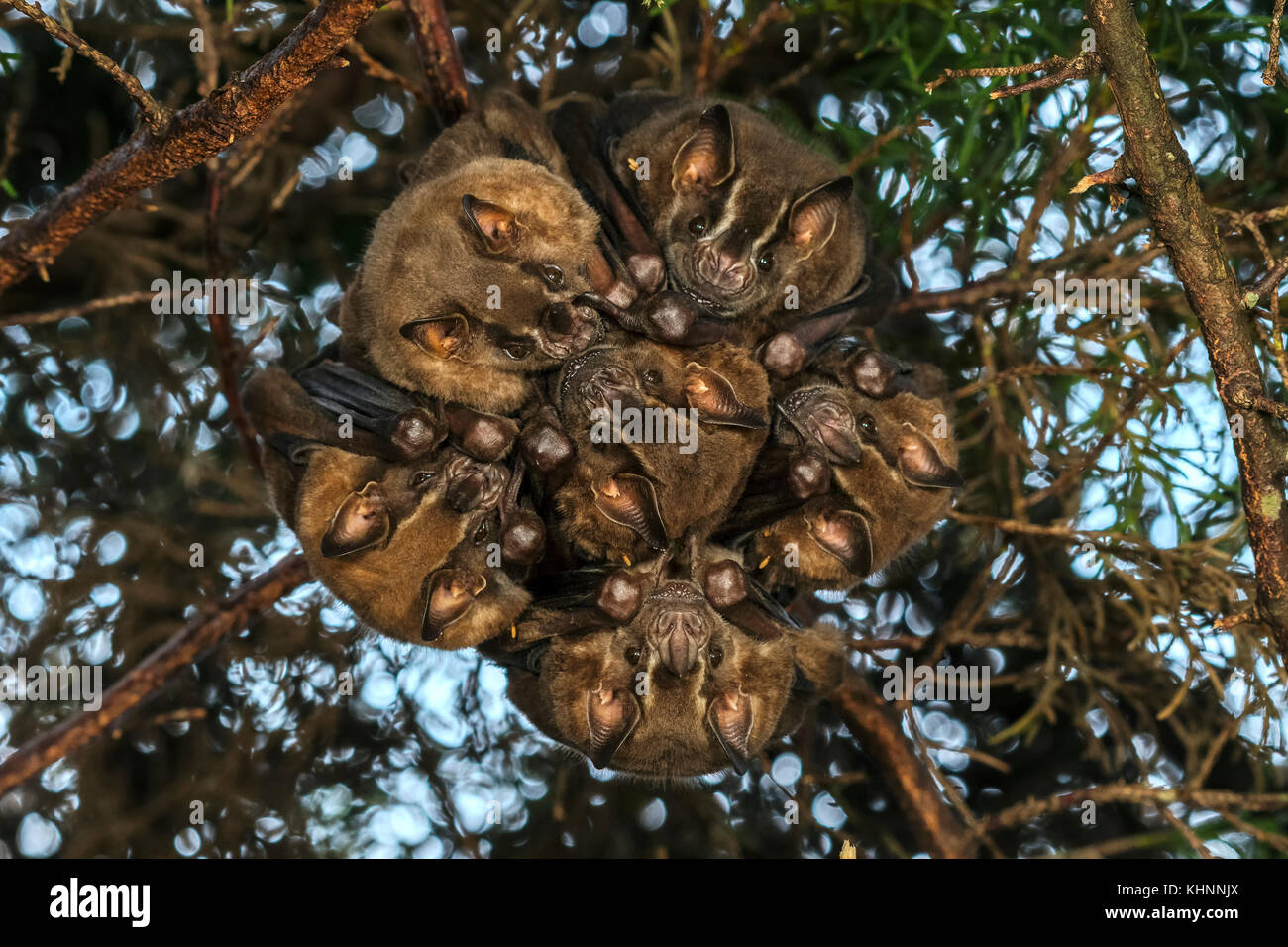 Broad-nosed Bat (Platyrrhinus sp) group roosting, Guacharo Cave ...