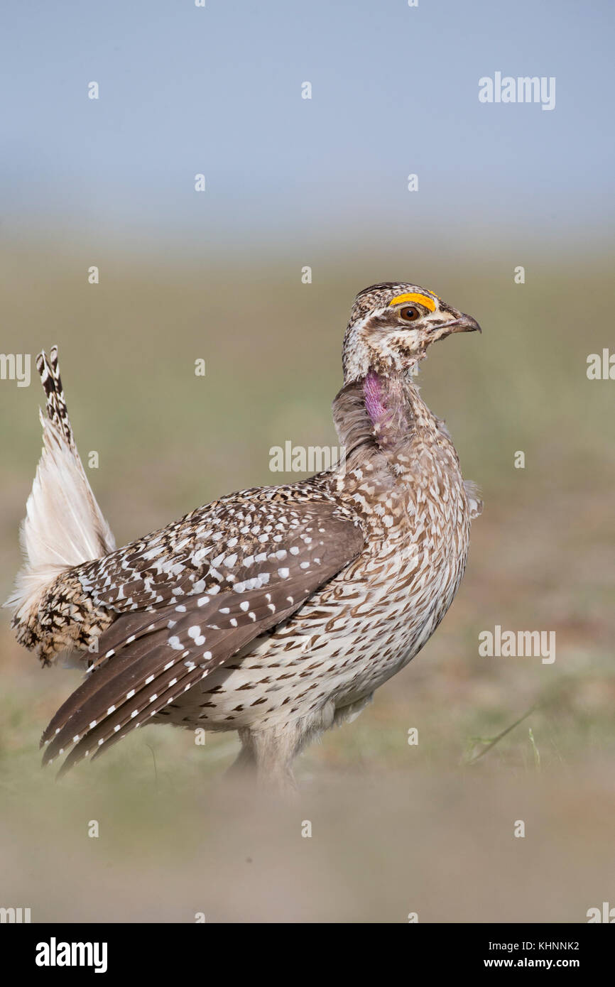 Sharp-tailed Grouse (Tympanuchus phasianellus) male displaying at lek ...