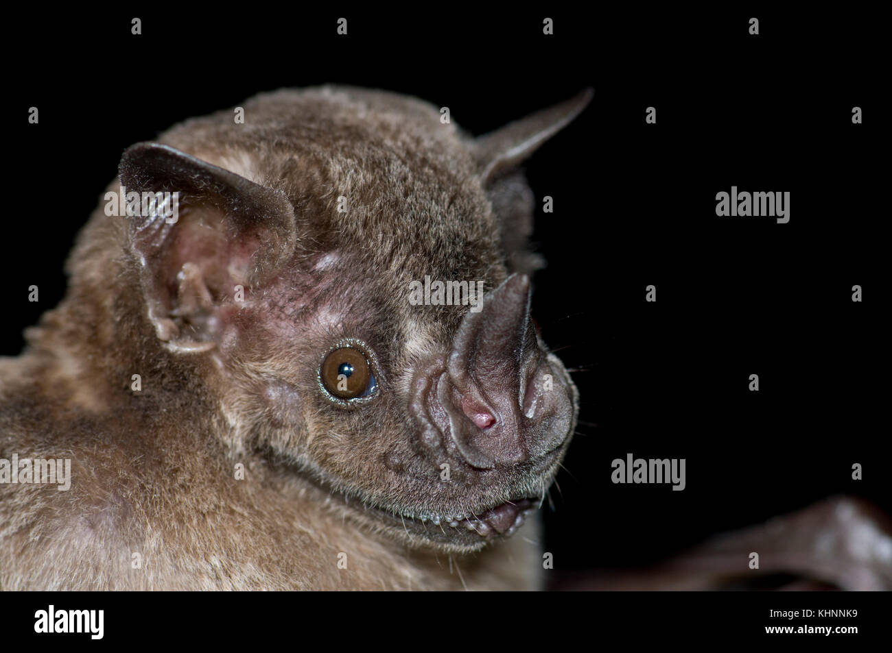 Jamaican Fruit-eating Bat (Artibeus jamaicensis), Organization for Bat ...