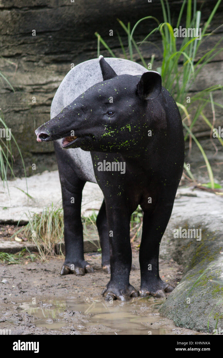 Malayan Tapir (Tapirus indicus), native to southeast Asia Stock Photo ...