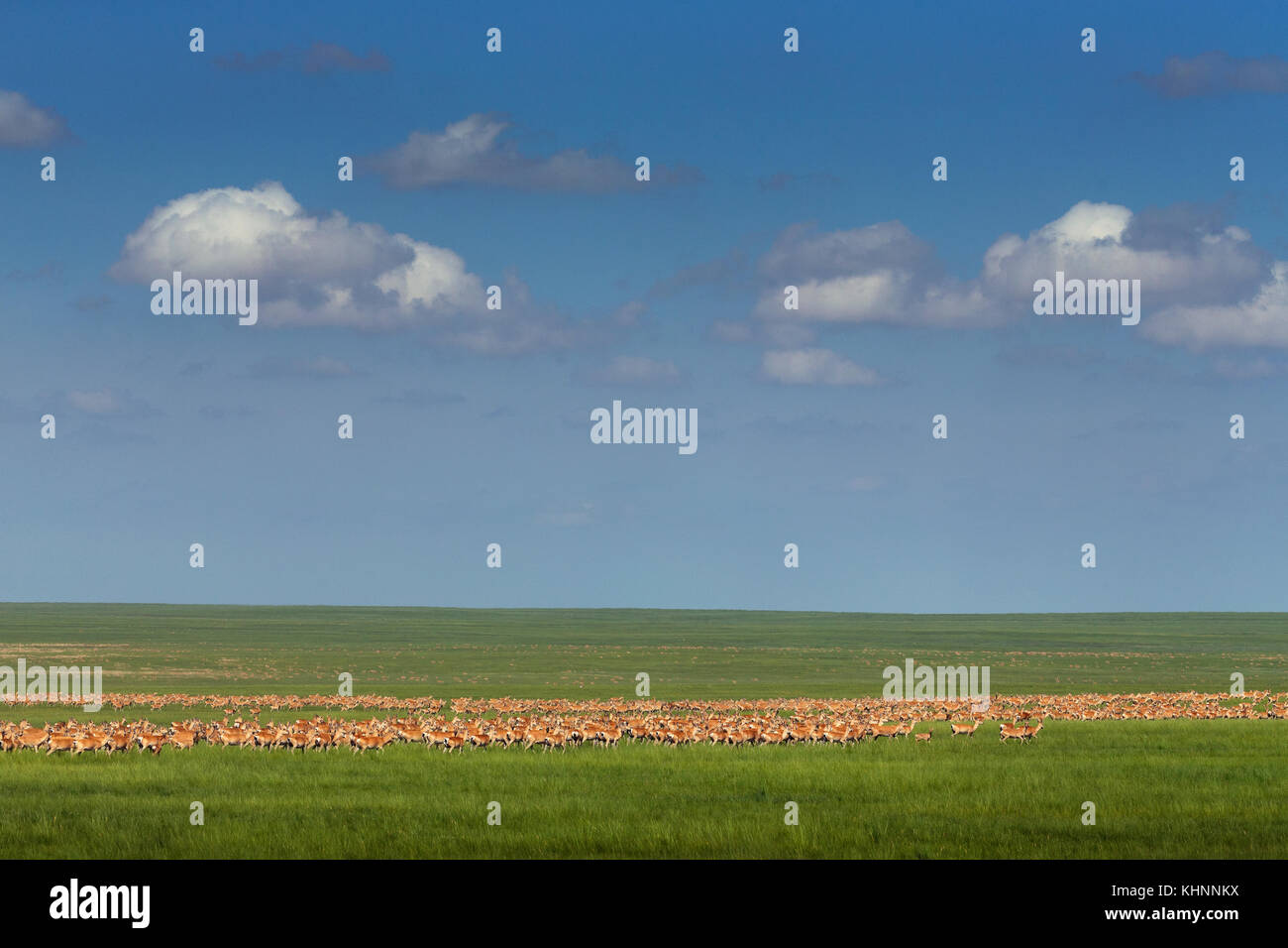 Goitered Gazelle (Gazella subgutturosa) herd in steppe, Mongolia Stock ...