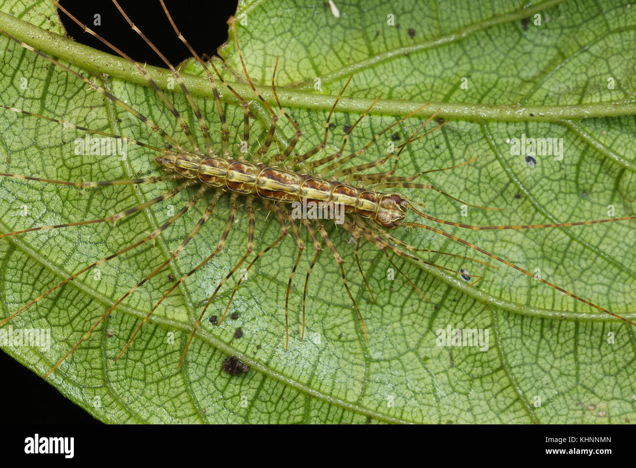 Centipede (Scutigera sp), Kerinci Seblat National Park, Indonesia Stock ...