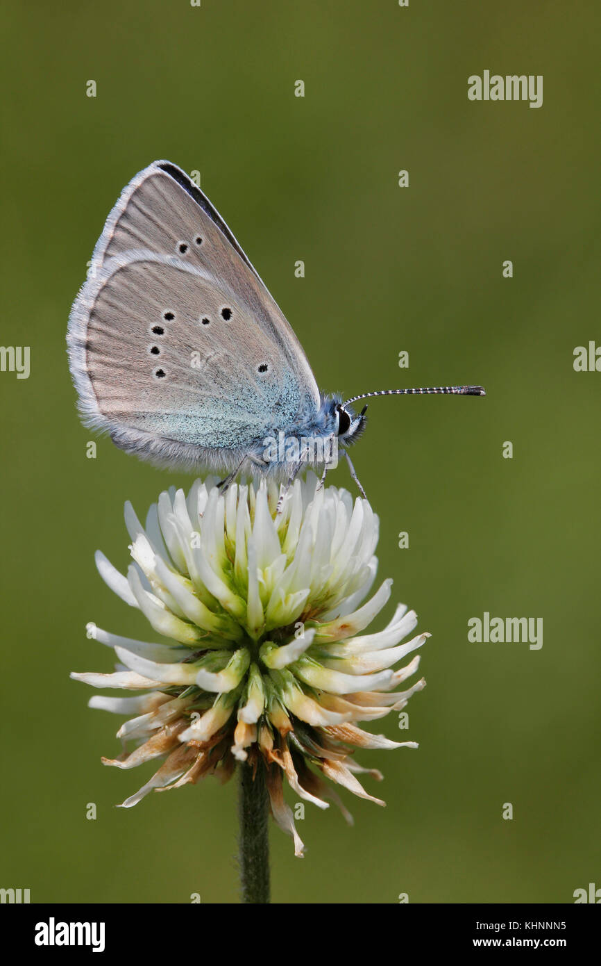 Mazarine Blue (Cyaniris semiargus) male, Germany Stock Photo - Alamy