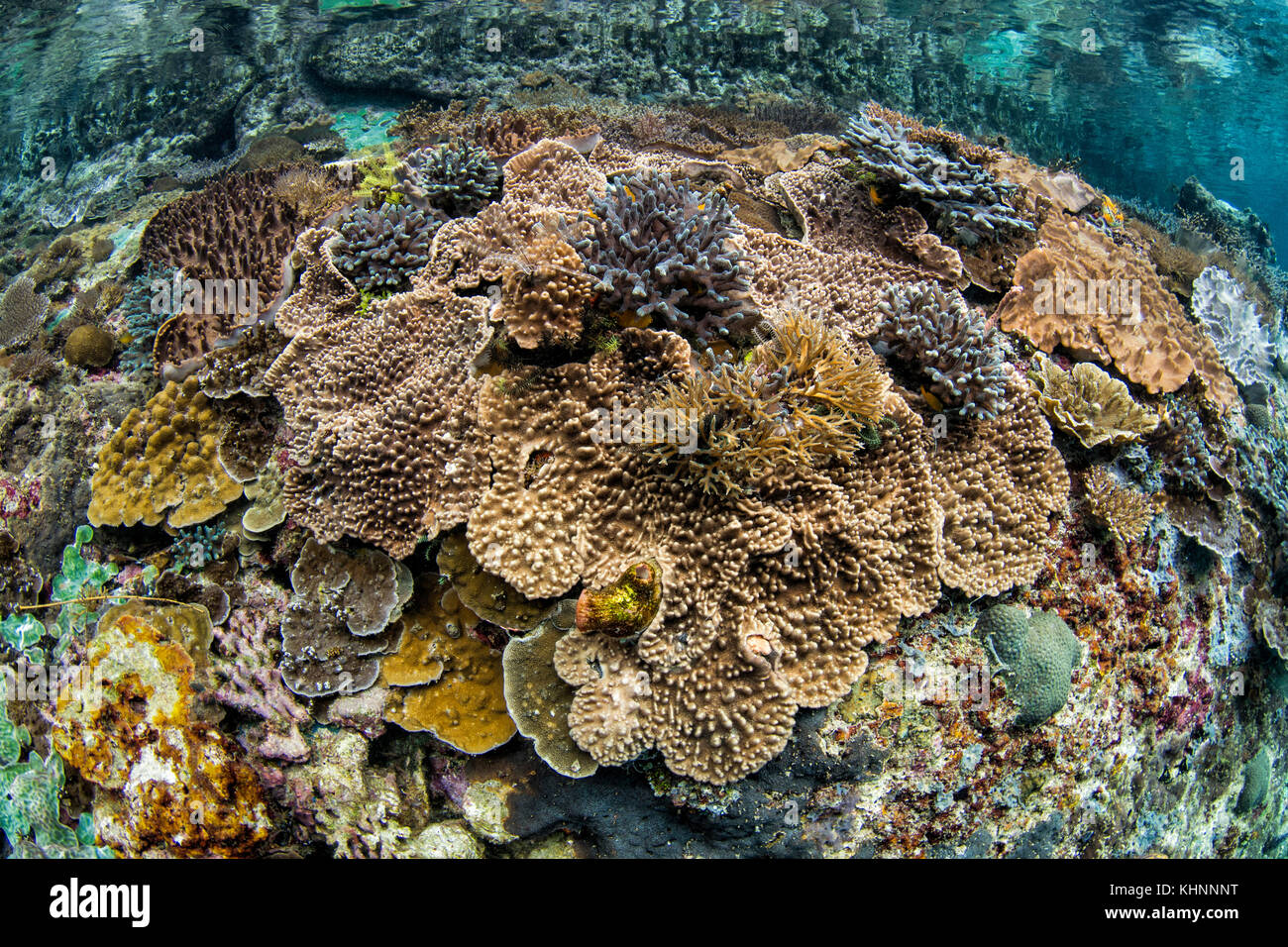 Soft Coral (Sinularia sp) in coral reef, Raja Ampat Islands, Indonesia ...