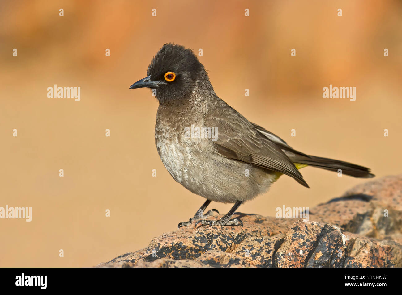 African Red-eyed Bulbul (Pycnonotus nigricans), Etosha National Park ...
