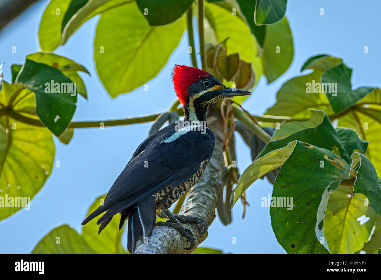 Lineated Woodpecker (Dryocopus lineatus) female, Los Llanos, Colombia ...