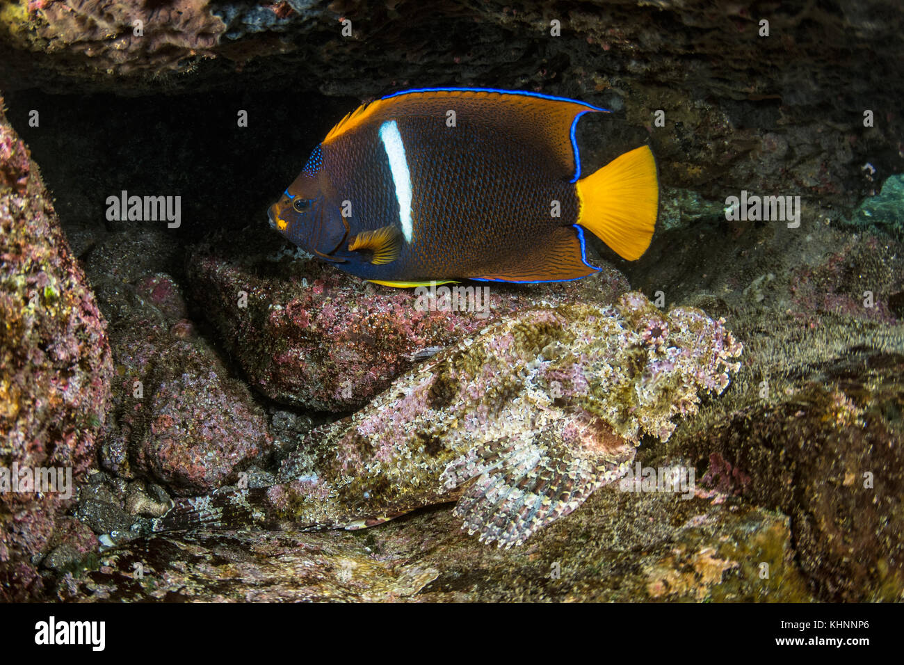 King angelfish hi-res stock photography and images - Alamy