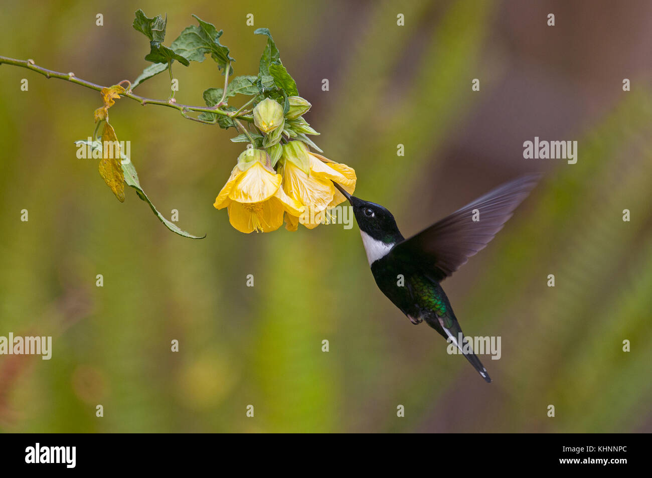 Collared Inca (Coeligena torquata) hummingbird feeding on flower nectar ...