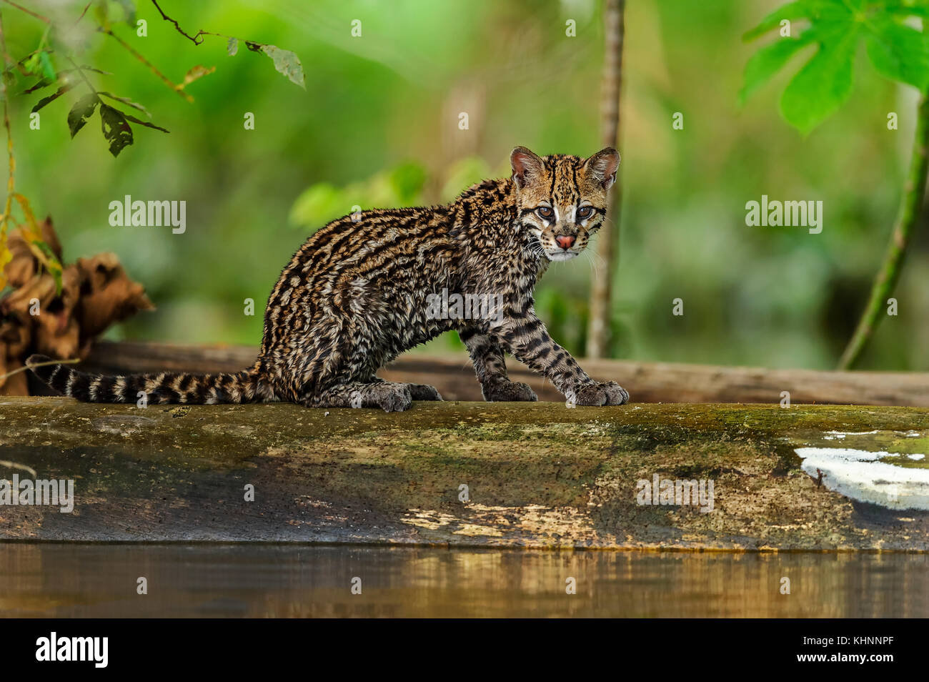 Ocelot (Leopardus pardalis) kitten, Mamiraua Reserve, Amazon, Brazil ...