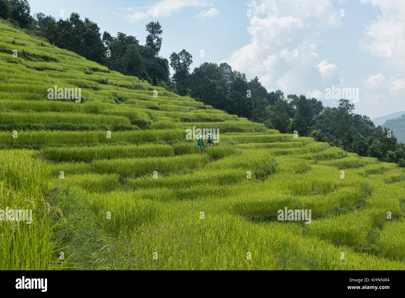 Rice terraces in the Himalayan foothills on the Manaslu Circuit Trek ...