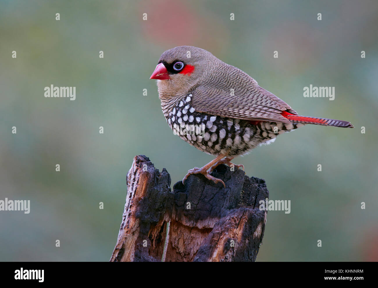 Red-eared Firetail (Stagonopleura oculata), Western Australia ...