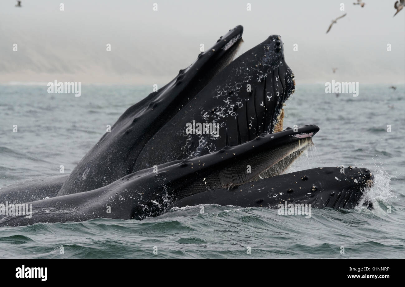 Humpback Whale (Megaptera novaeangliae) pair gulp feeding for Northern ...