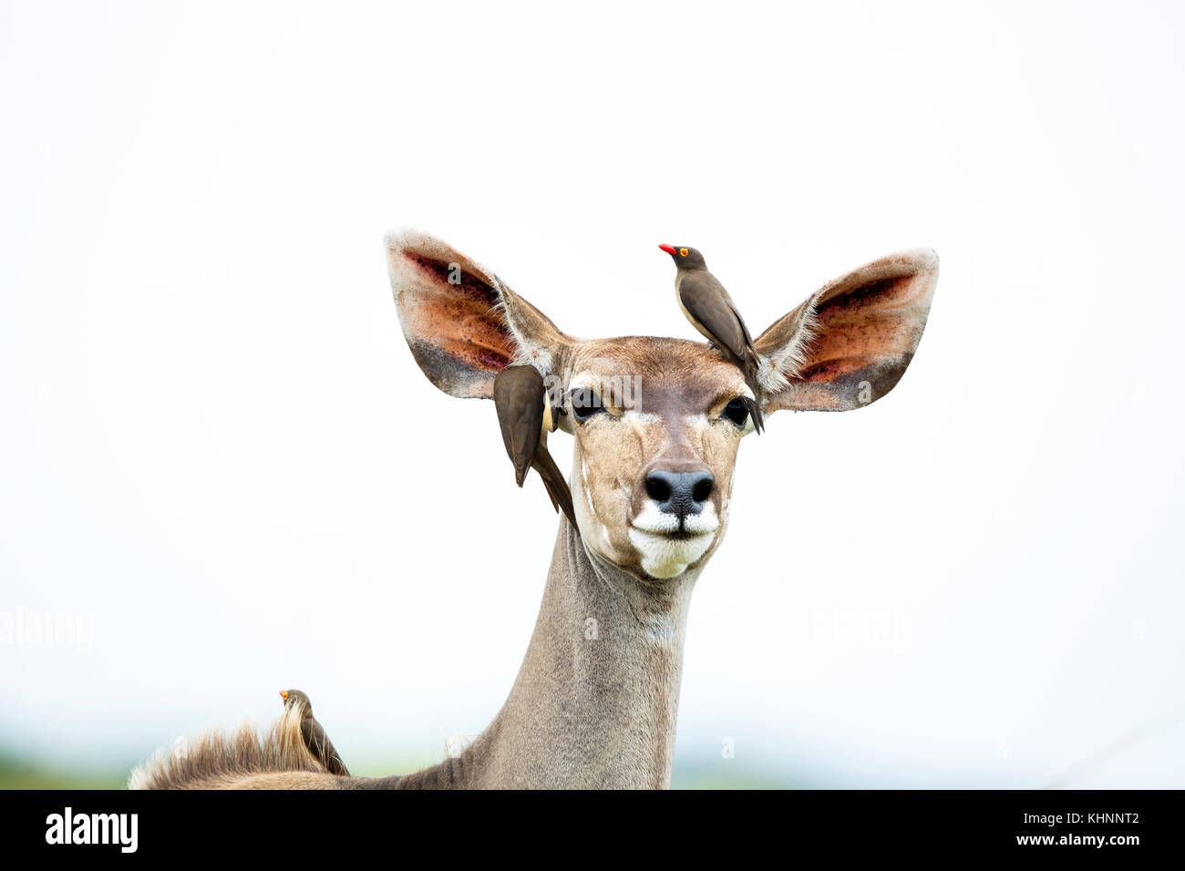 Greater Kudu (Tragelaphus strepsiceros) female with Red-billed ...