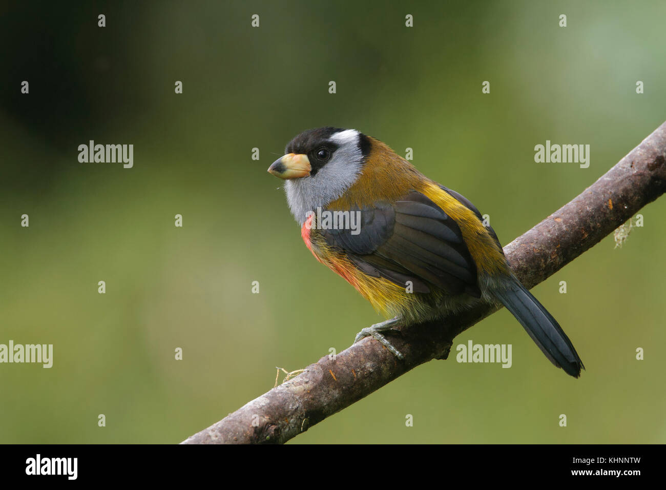 Toucan Barbet (Semnornis ramphastinus), Pichincha, Ecuador Stock Photo ...