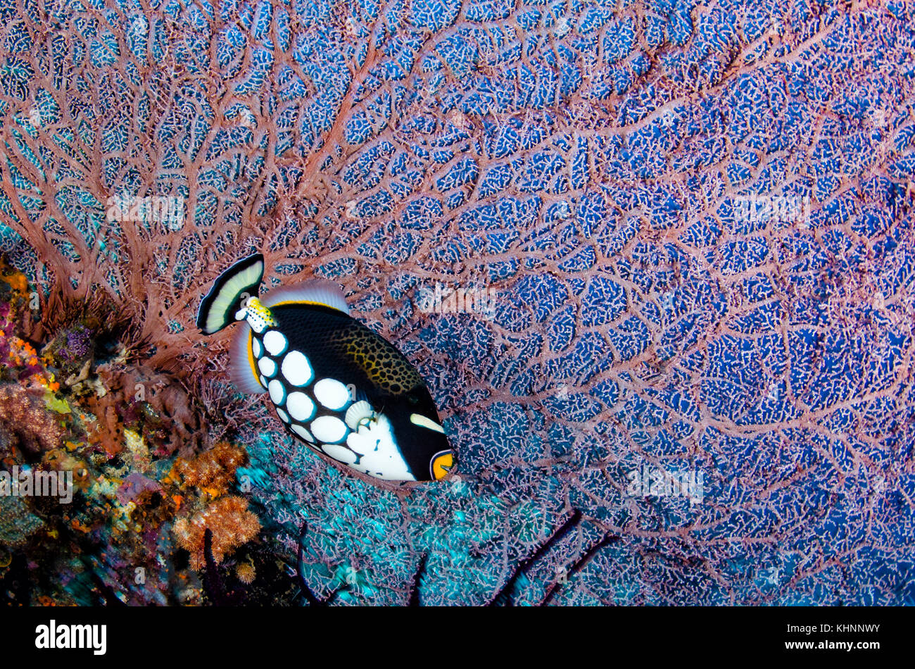 Clown Triggerfish (Balistoides conspicillum) and sea fan, Raja Ampat ...