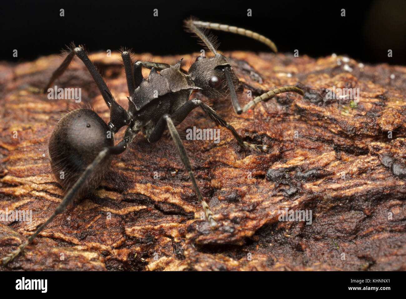 Spiny Ant (Polyrhachis sp), Gunung Leuser National Park, Sumatra ...