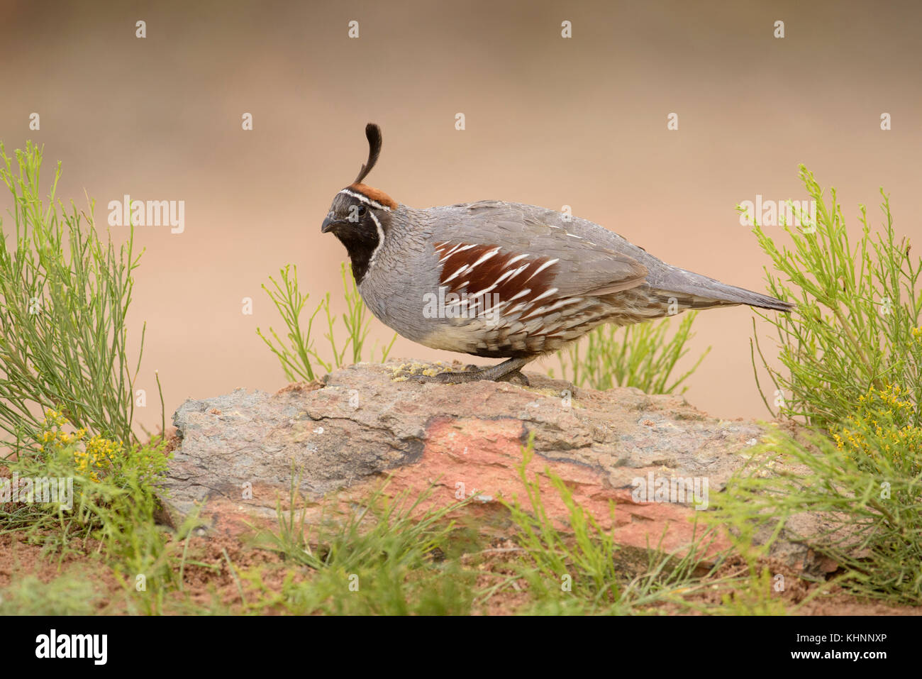 Gambel's Quail (Callipepla gambelii) male, Arizona Stock Photo - Alamy