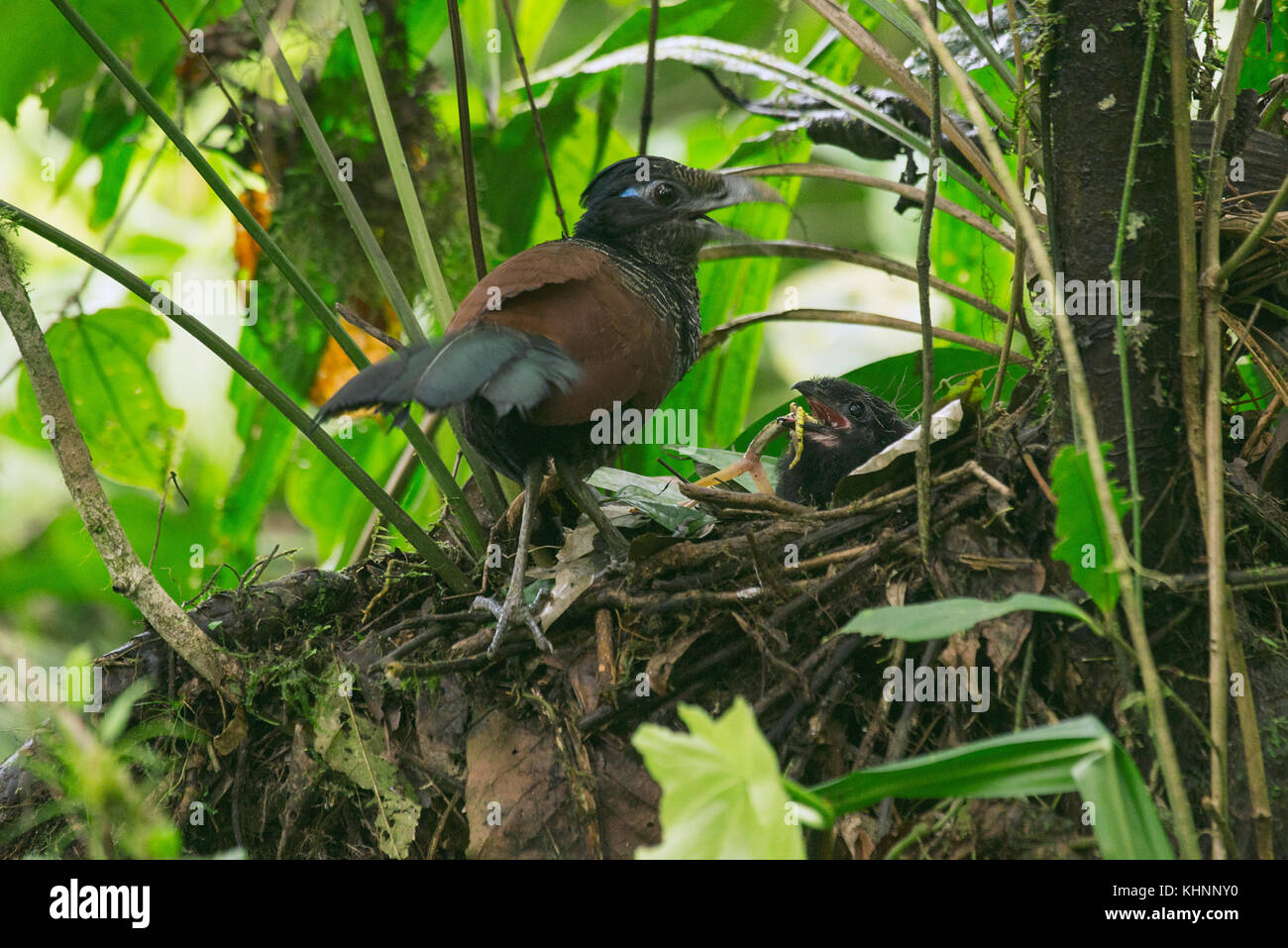 Banded Ground-Cuckoo (Neomorphus radiolosus) parent clapping bill in ...