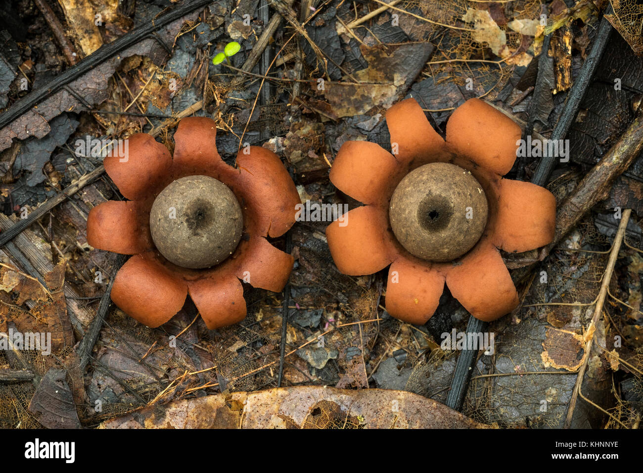 Earthstar (Geastrum sp) mushrooms, Tayrona National Natural Park ...