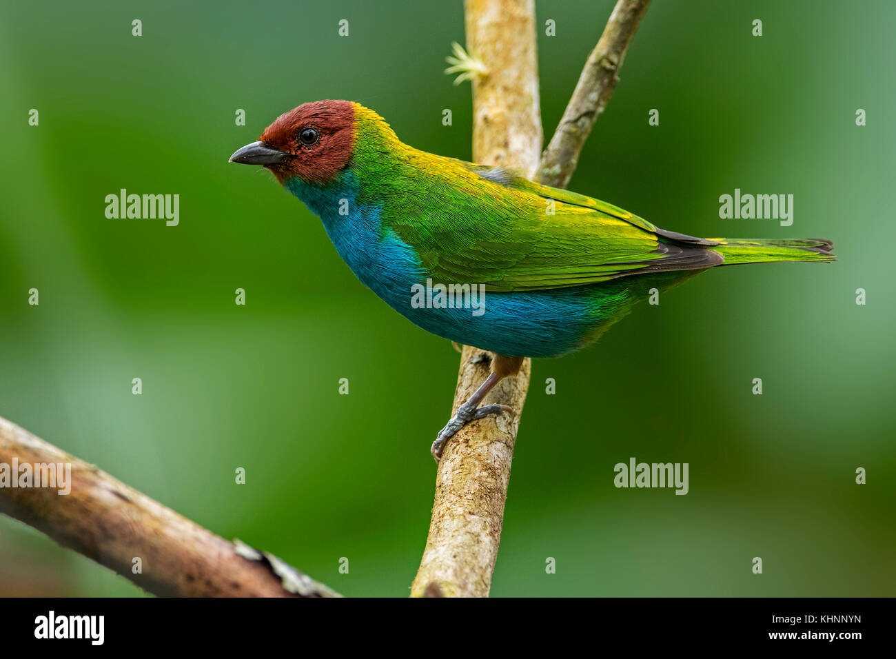 Bay-headed Tanager (Tangara gyrola), Guacharo Cave National Park ...
