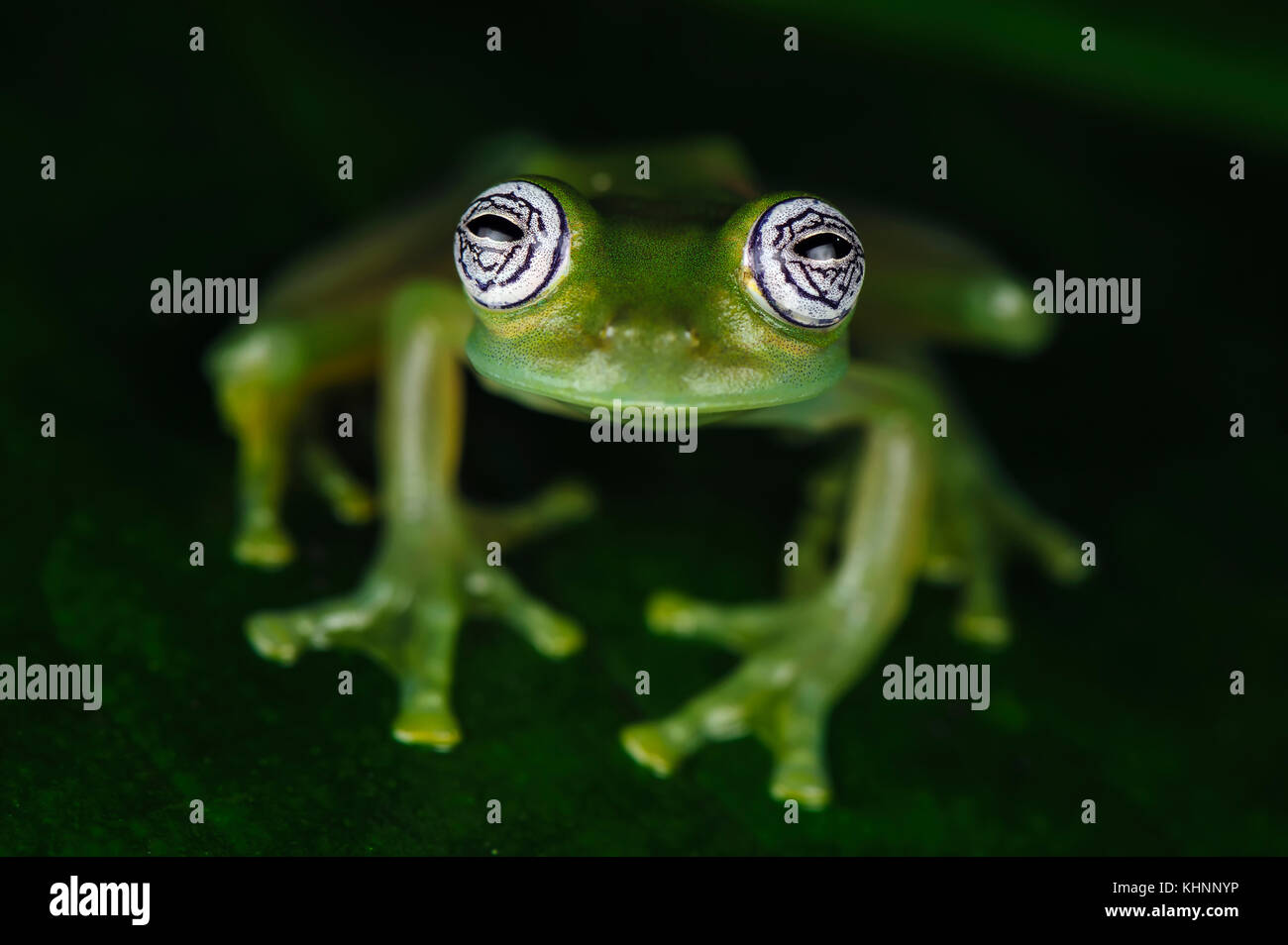 Limon Giant Glass Frog (Centrolenella ilex), San Cipriano, Colombia ...