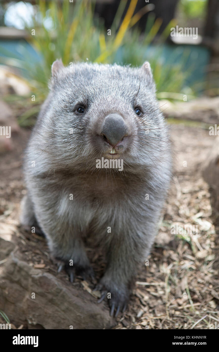 Common Wombat (Vombatus ursinus) orphan, Bonorong Wildlife Sanctuary ...