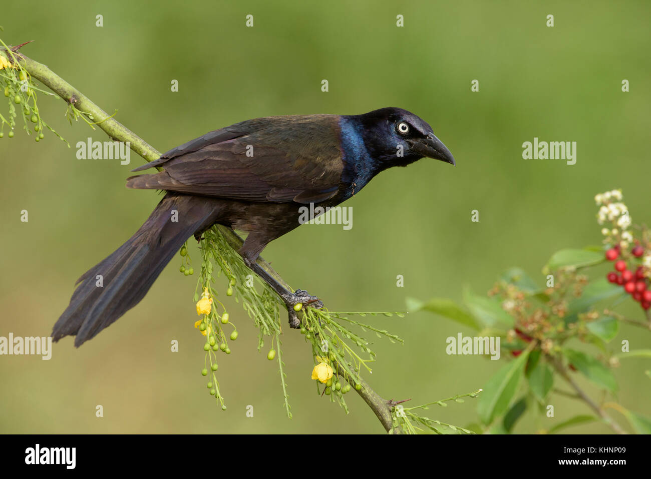 Common Grackle (Quiscalus quiscula), Texas Stock Photo - Alamy