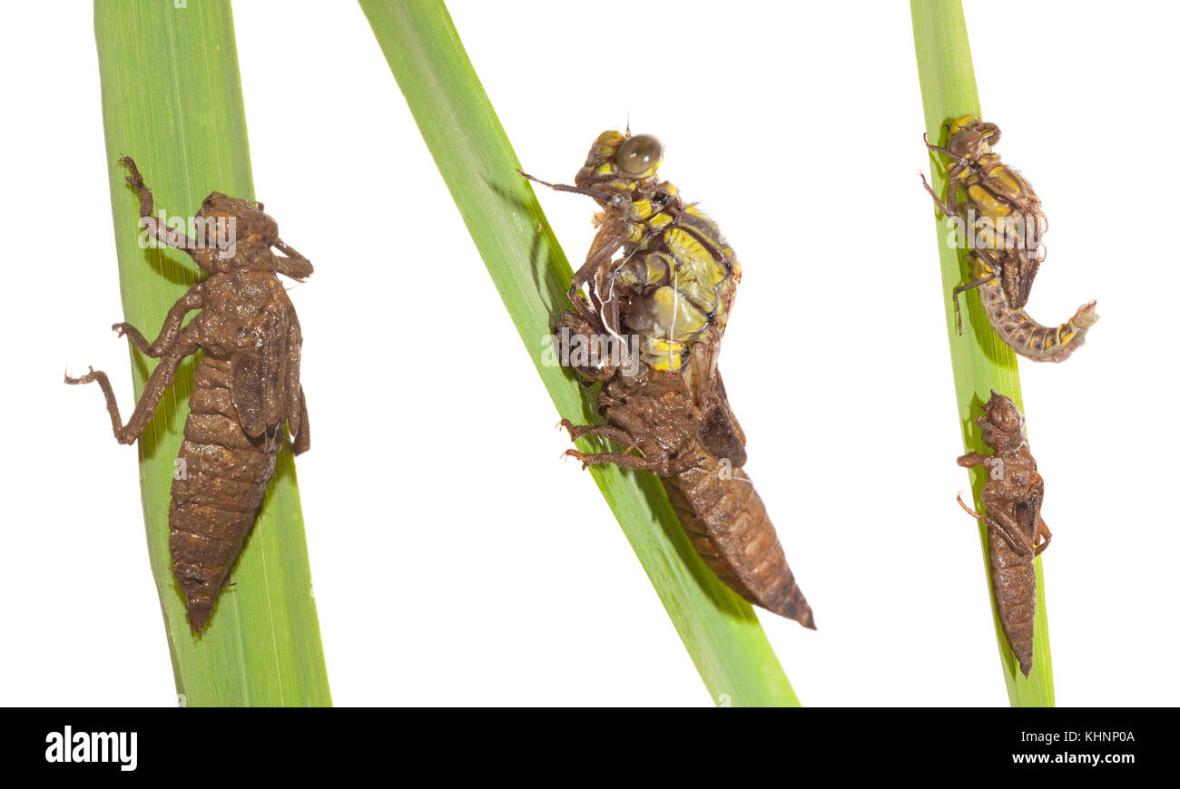 Club-tailed Dragonfly (Gomphus vulgatissimus) metamorphosing, composite ...