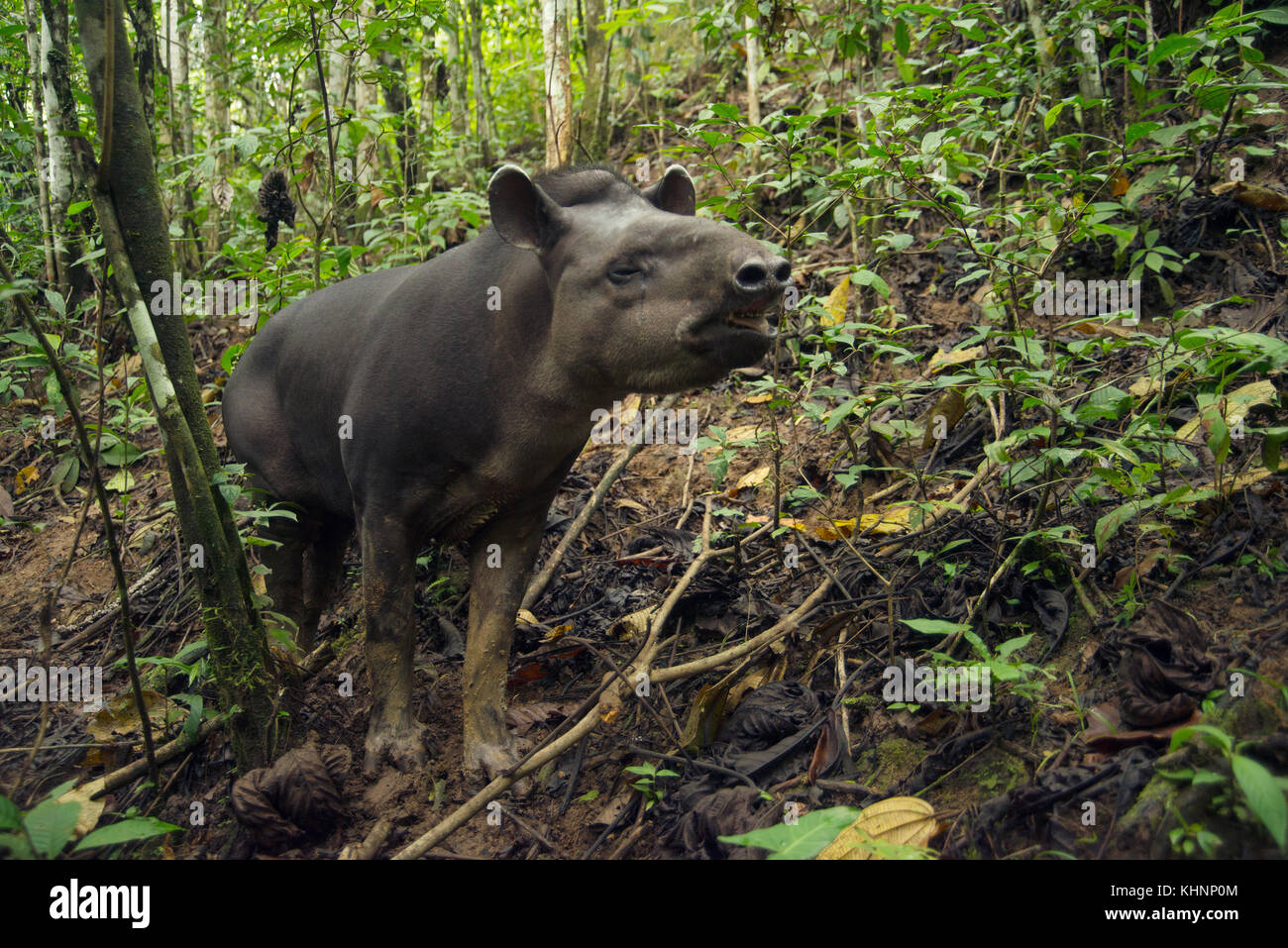 Brazilian Tapir (Tapirus terrestris) in rainforest, Ecuador Stock Photo ...