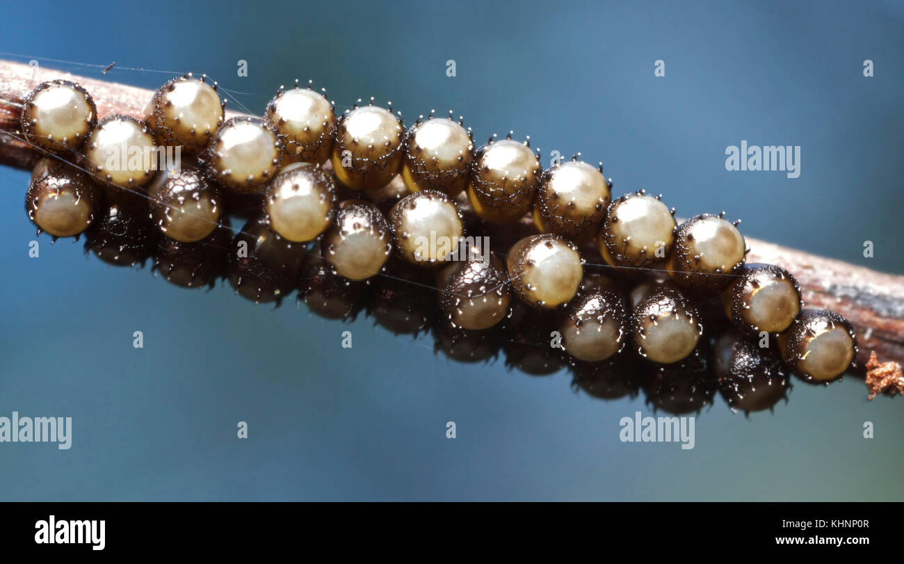 Stink Bug (Pentatomidae) eggs, Mindo, Ecuador Stock Photo - Alamy