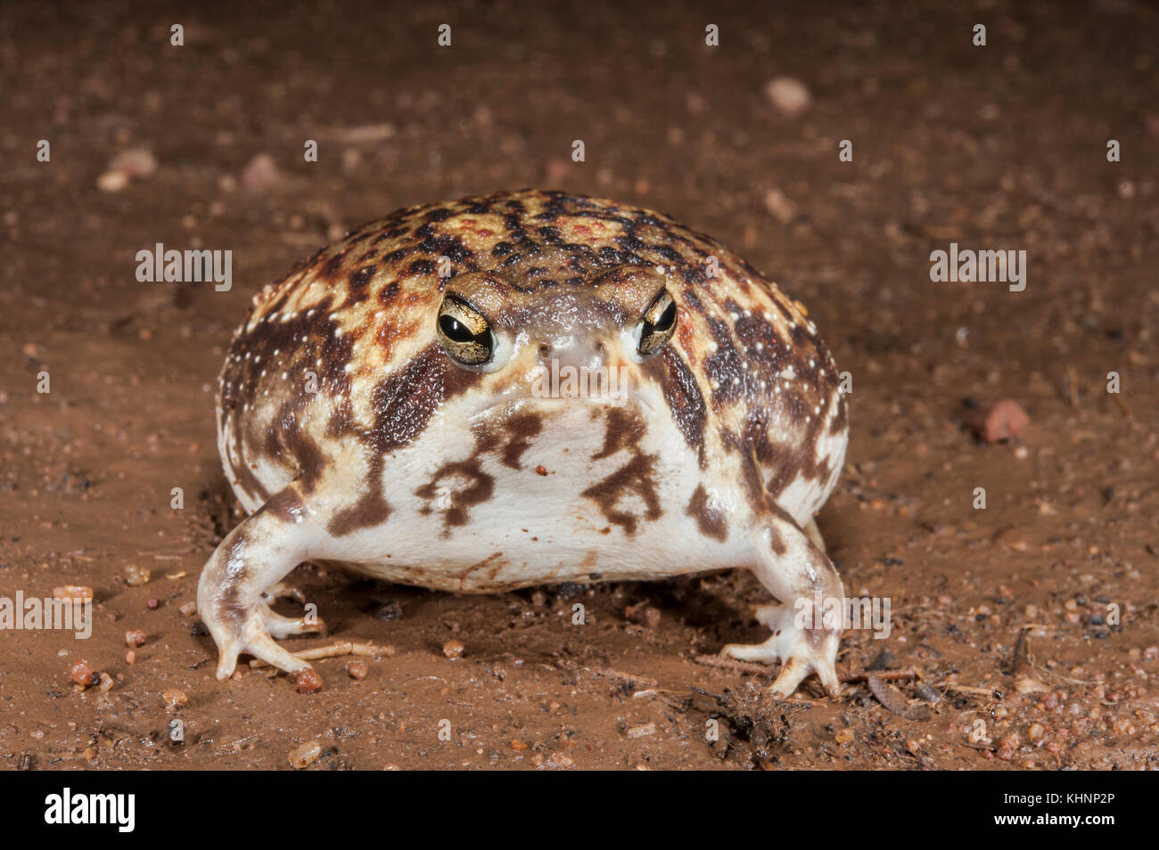 Bushveld Rain Frog (Breviceps adspersus), Marakele National Park ...