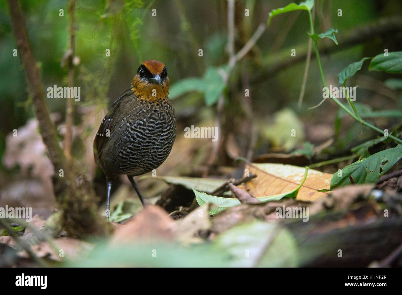 Rufous-crowned Antpitta (Pittasoma rufopileatum), Choco Rainforest ...