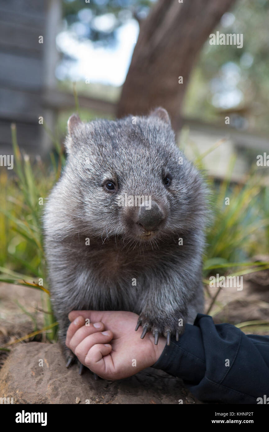 Common Wombat (Vombatus ursinus) orphan, Bonorong Wildlife Sanctuary ...