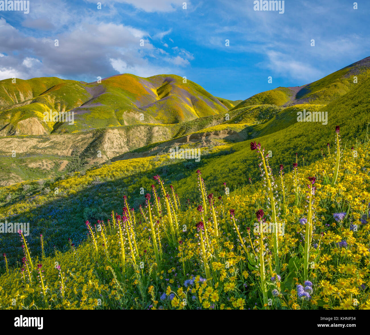Desert Candle (Caulanthus inflatus), Phacelia (Phacelia sp), and ...