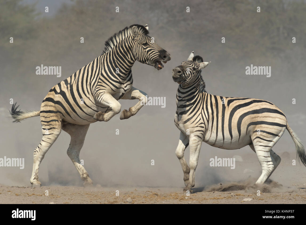 Zebra (Equus quagga) stallions fighting in dry season, Etosha National ...