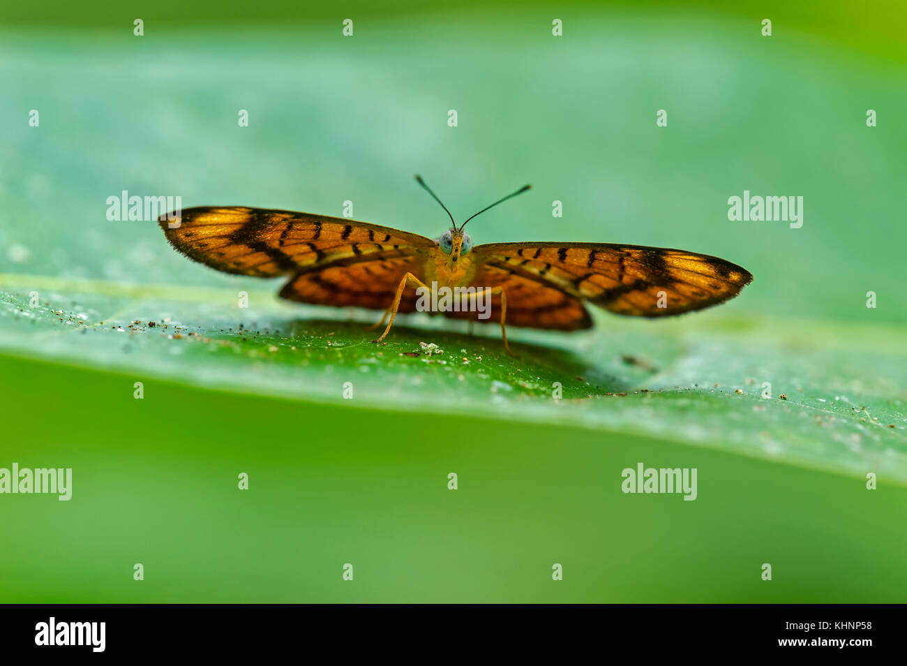 White-spotted Emesis (Emesis aurimna) butterfly, Rio Claro Nature ...