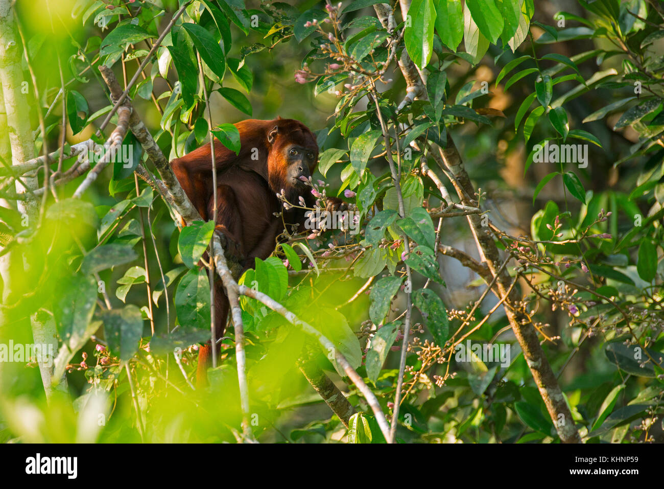 Red Howler Monkey (Alouatta seniculus) feeding on flowers, Amazon ...