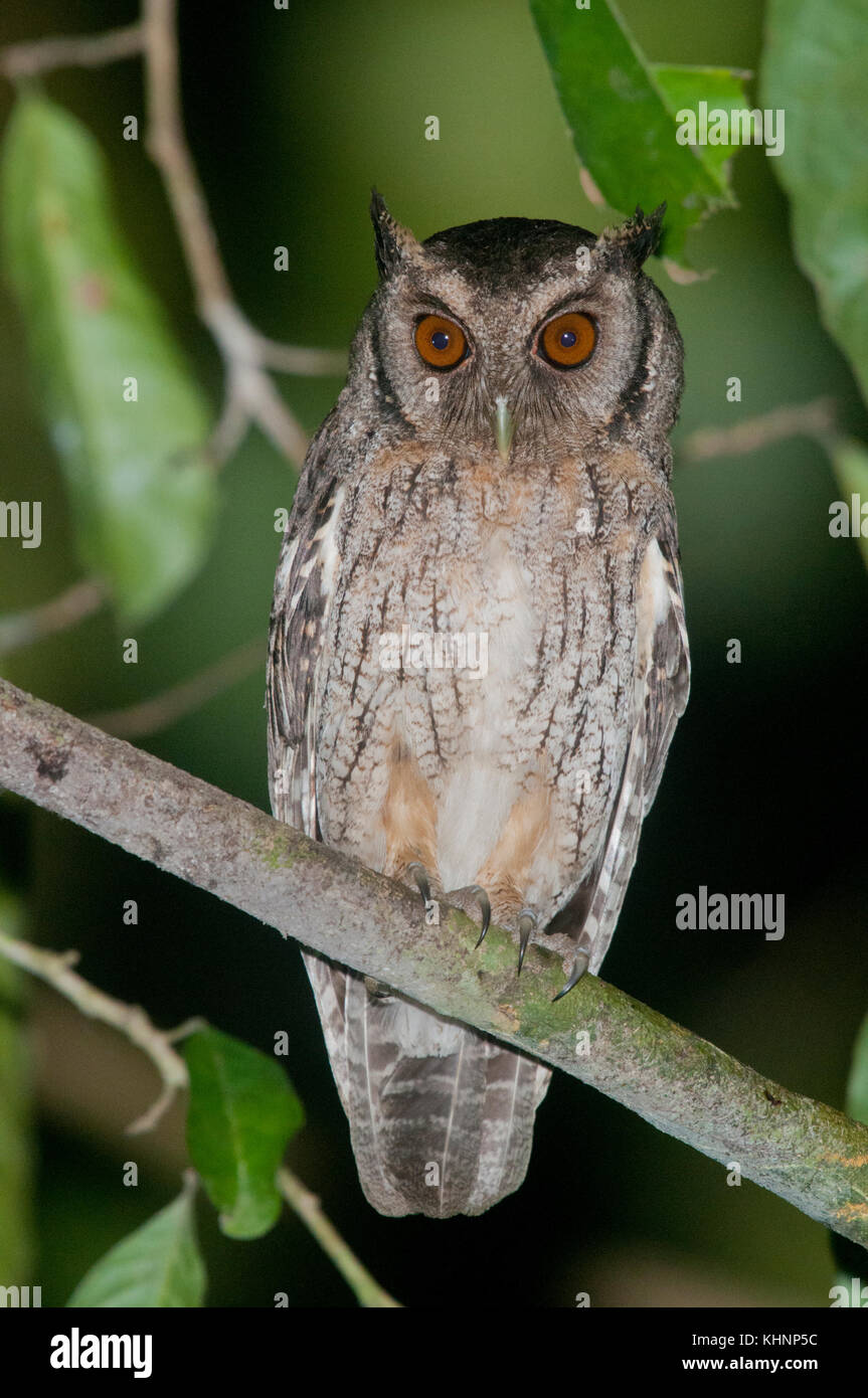 Striped Owl (Asio clamator), Tambopata National Reserve, Peru Stock ...