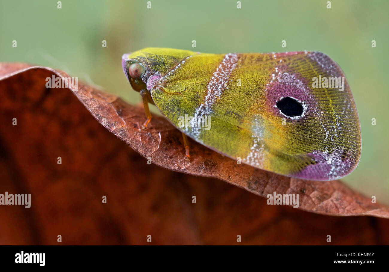 Planthopper (Ricaniidae), Udzungwa Mountains National Park, Tanzania ...