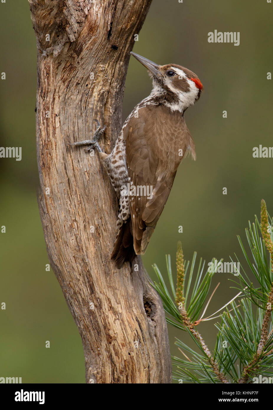 Arizona Woodpecker (Picoides arizonae) male, Arizona Stock Photo - Alamy