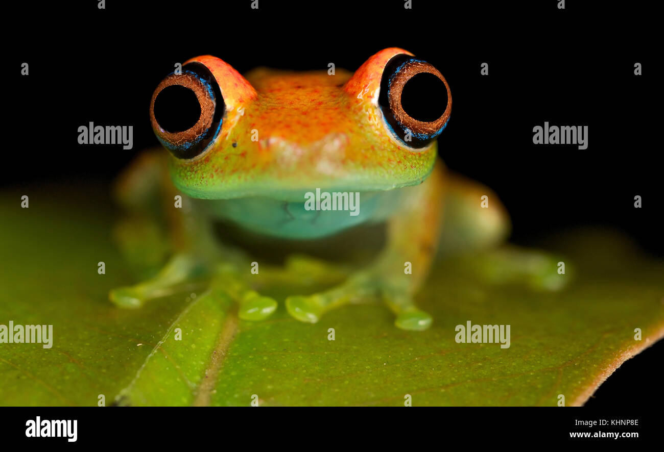 Green Bright-eyed Frog (Boophis viridis), Andasibe-Mantadia National ...