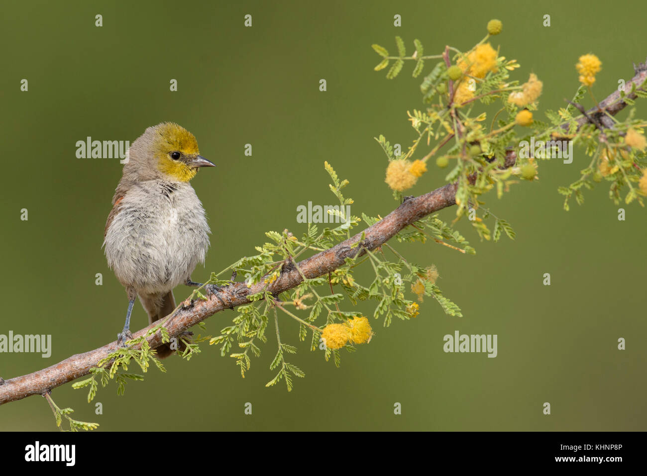 Verdin (Auriparus flaviceps), Arizona Stock Photo - Alamy