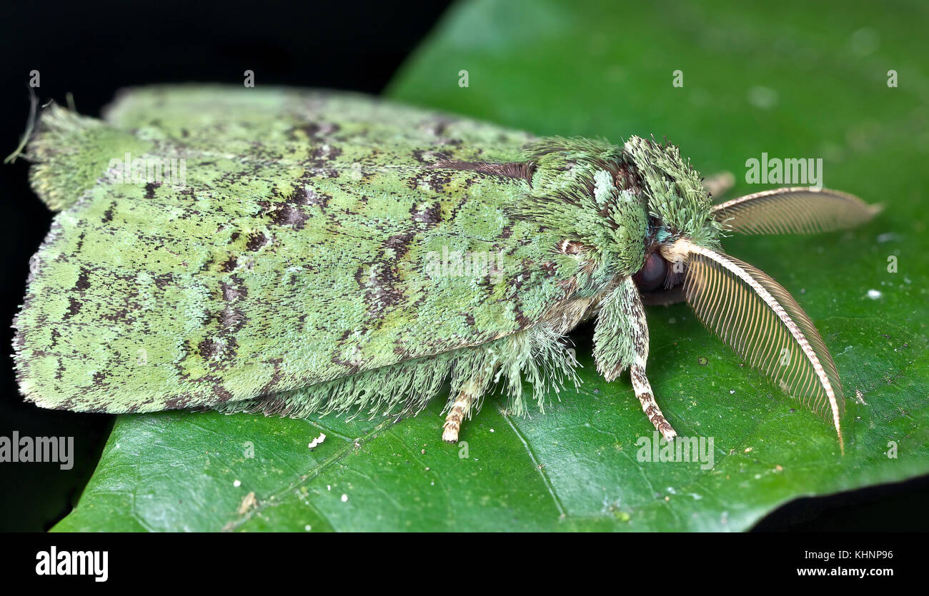 Moth (Erebidae), Andasibe-Mantadia National Park, Antananarivo ...