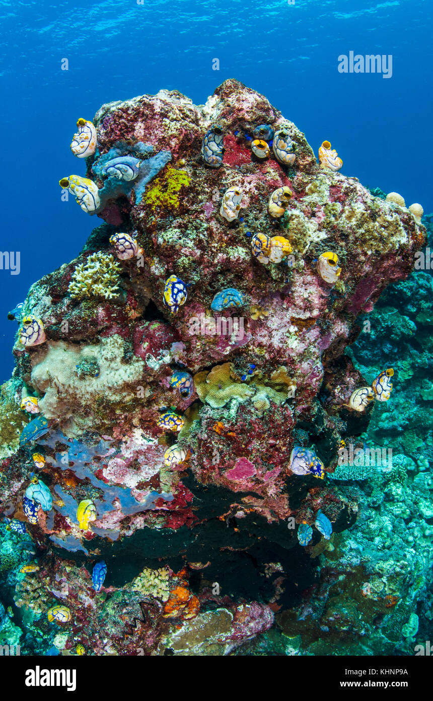Ink-spot Ascidian (Polycarpa aurata) group, Banda Sea, Indonesia Stock ...