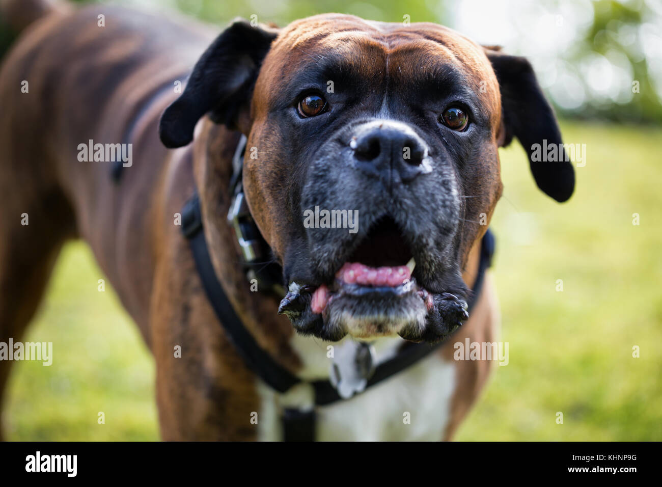 Portrait of a big boxer dog with a funny facial expression Stock Photo ...