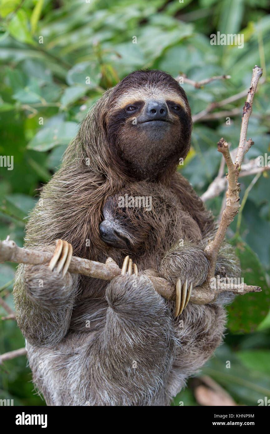 Pygmy Three-toed Sloth (Bradypus pygmaeus) mother and three month old ... Pygmy Three-toed Sloth (Bradypus pygmaeus) mother and three month old ...
