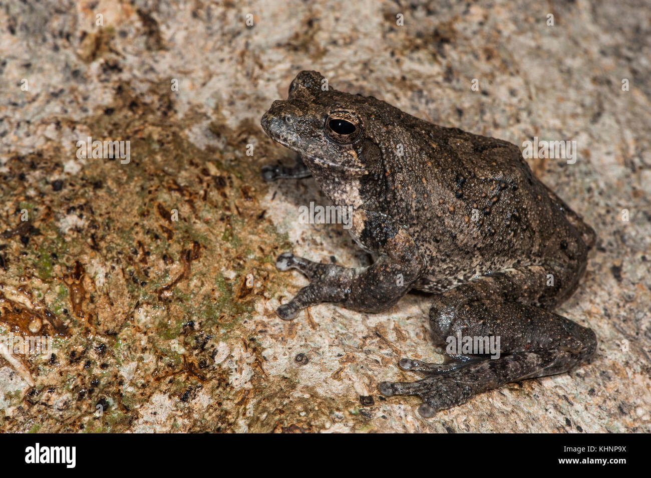 Grey Tree Frog (Chiromantis xerampelina), Marakele National Park, Limpopo, South Africa Stock ...