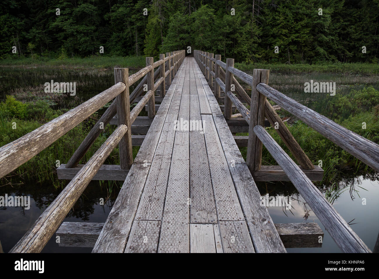 Wooden bridge across swampy water full of leafs and grass. Taken in ...