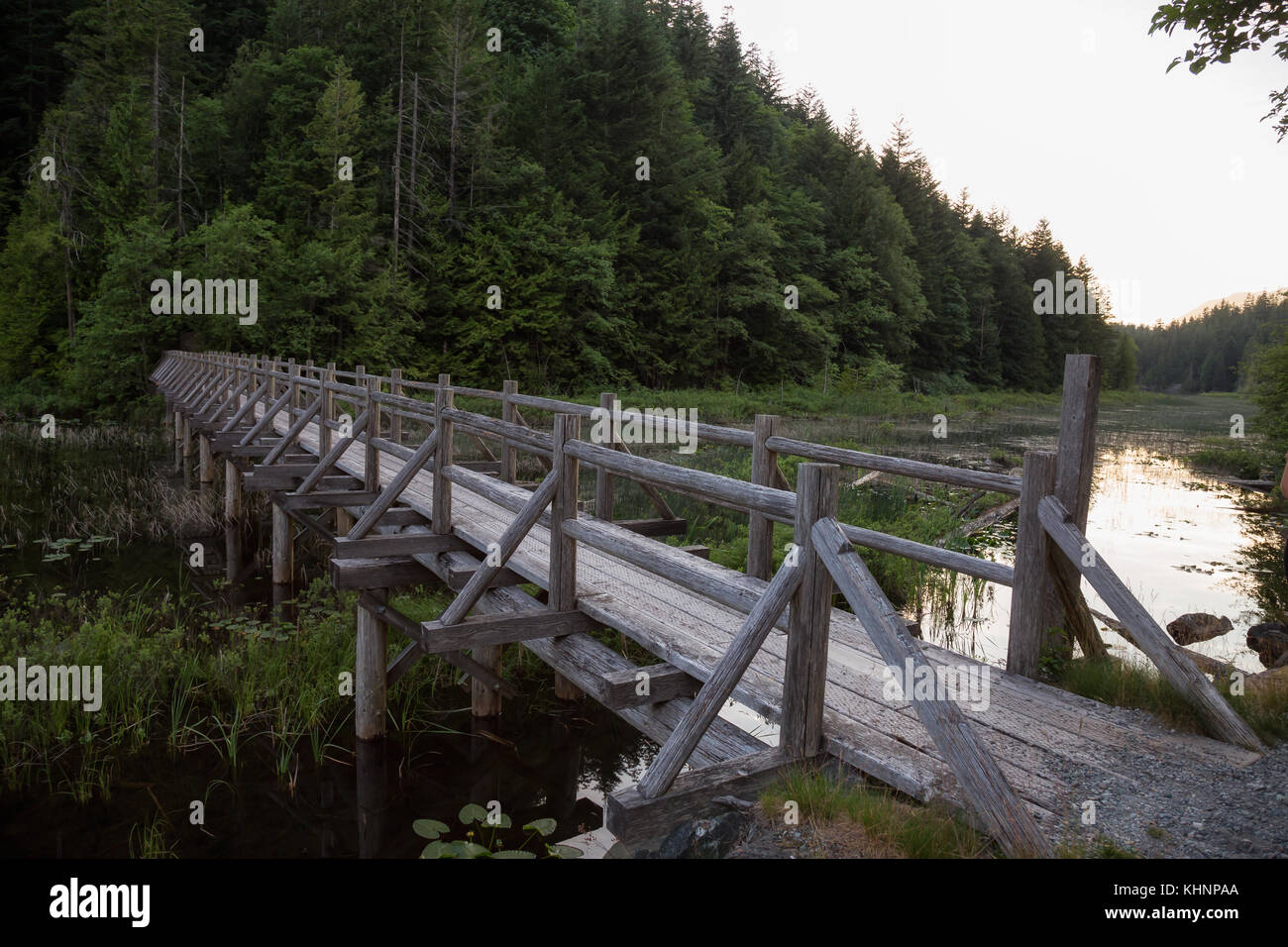 Wooden bridge across swampy water full of leafs and grass. Taken in ...