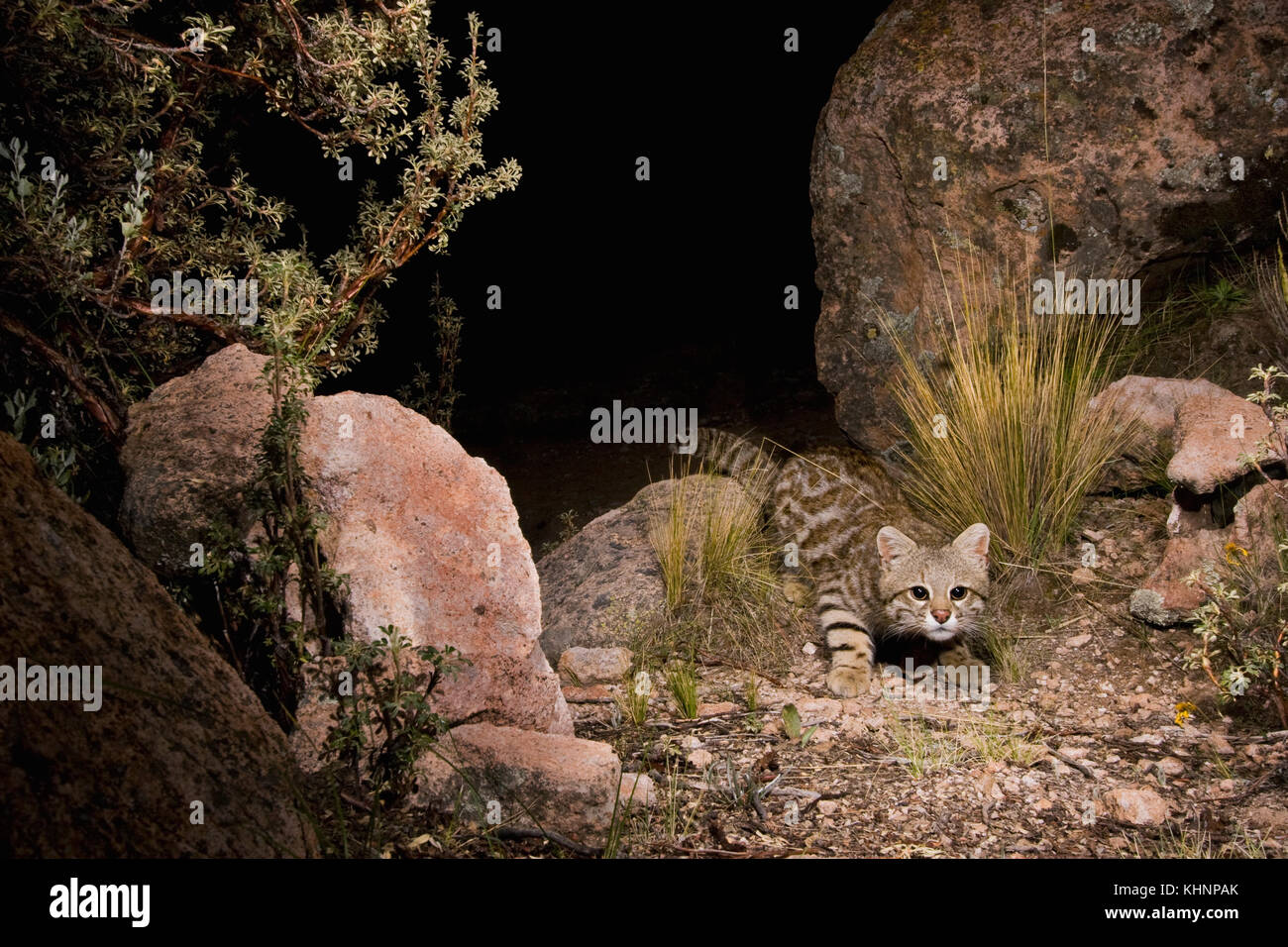 Pampas Cat (Leopardus colocolo) in altiplano at night, Ciudad de Piedra ...